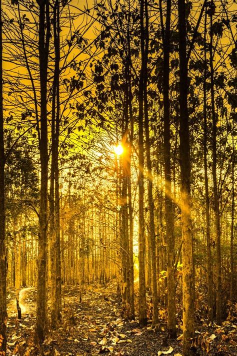 Sunset Amid The Dry Trees During The Dry Season In Kemlagi Forest