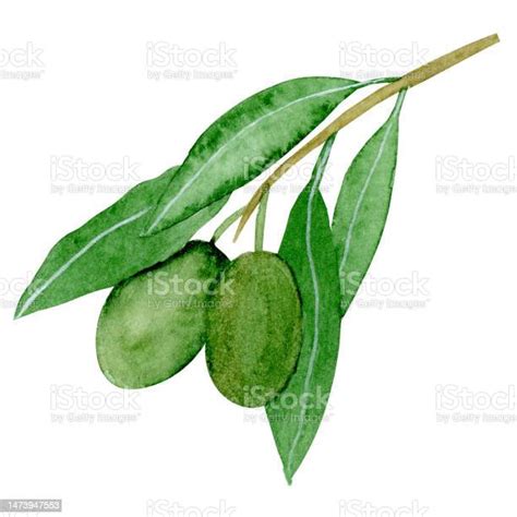 Rameau Dolivier Isolé Sur Fond Blanc Vecteurs Libres De Droits Et Plus