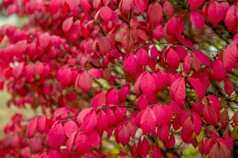 Burning Bush Shrub Grove Dwarf Burning Bush Euonymus Alatus