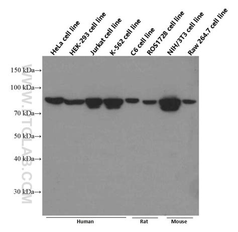 Ifnar1 Antibody 13083 1 Ap Proteintech