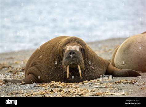 A Walrus Lying On The Beach With Its Flippers Extended And Looking At