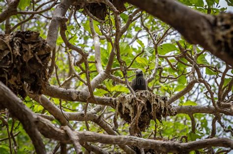 Black Noddy Tern Bird Breeding On Pisonia Tree On Lady Musgrave Island Great Barrier Reef