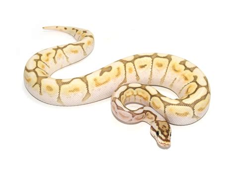 Morph List World Of Ball Pythons