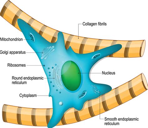 Fibroblasts