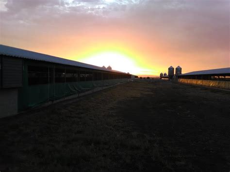 Chalala 1 Piggery · Number 2 Piggeries