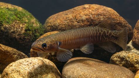 Nzfss Afss Public Lecture Our Freshwater Taonga