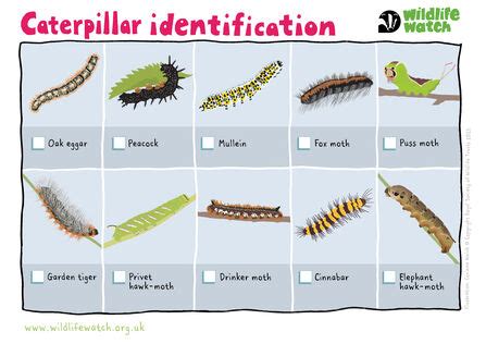 Identify Caterpillars Surrey Wildlife Trust