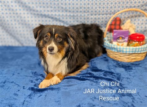Jar Justice Chichi Has Been Adopted 🥰🎉 Sweet And Gentle Chi Chi 🥹 Chi Chi Is A Mini Aussie Who
