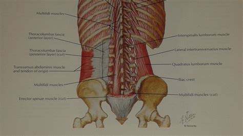 Quadratus Lumborum Muscle Posterior View