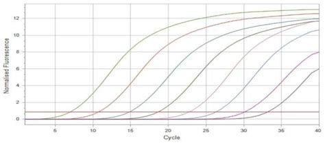 Amplification Plot Of Serial Dilutions Of Genomic Dna From P