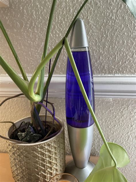 Help Burnt Stem Rmonstera