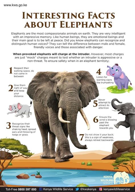 Elephant Fact File Amazing African Elephant Facts Infographic Upquzq