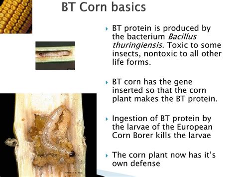 Ppt Dna Technology Powerpoint Presentation Free Download Id6673247
