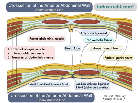 Anatomy Anterior Abdominal Wall