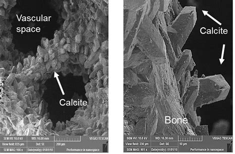 How Long Does It Take Fossils To Form Jpt