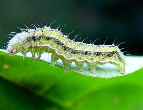 African Bollworm Infonet Biovision Home
