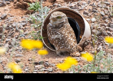A Burrowing Owl Athene Cunicularia Stands At The Entrance To Its