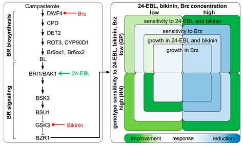 Effects Of 24 Epibrassinolide Bikinin And Brassinazole On Barley