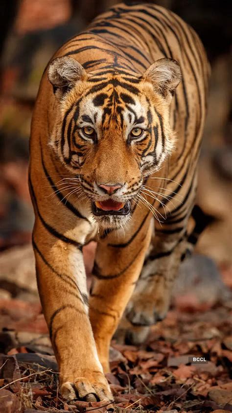 King Cobra Vs Python Physical Characteristics Venom Habitat And Who