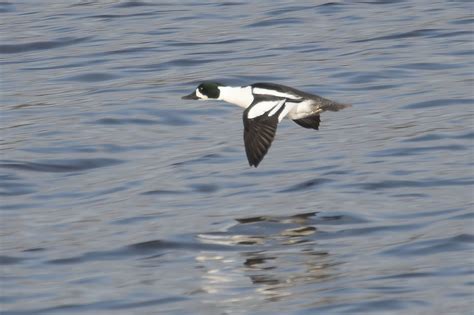 Nonnetje Vogelskijken