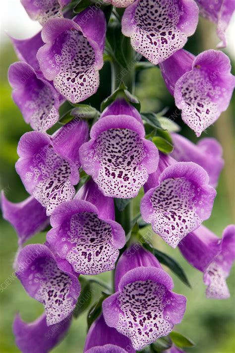 Foxglove Flowers Digitalis Purpurea Stock Image B640 1524