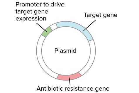 Plasmid In Bacteria