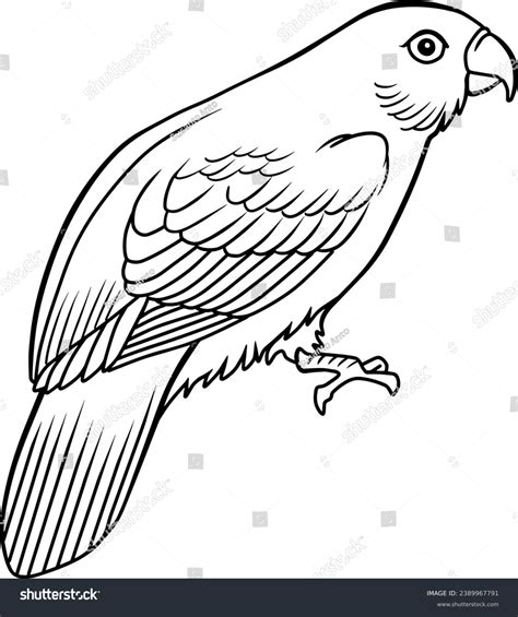 Lori Birds Over 568 Royalty Free Licensable Stock Illustrations And Drawings Shutterstock