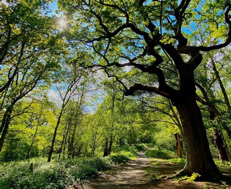 The Nower Visit Mole Valley