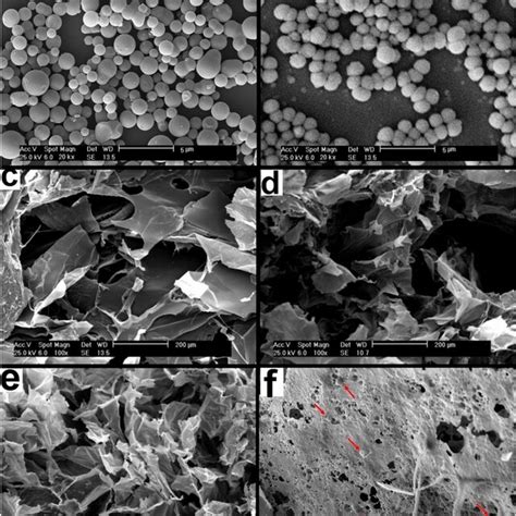 Scanning Electron Microscopy Of Blank Zein Microspheres A