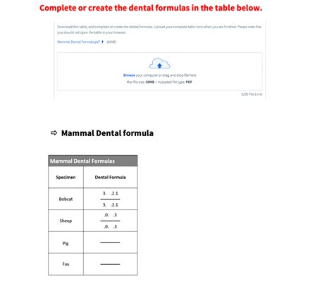 Answered Mammal Dental Formula Mammal Dental… Bartleby