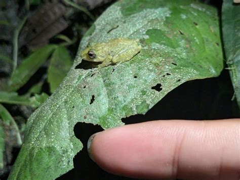 Free Picture Finger Pointing At A Tiny Green Frog On A Leaf