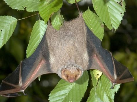Bat Role In Pollination