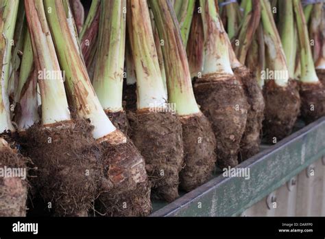 Taro Stock Photo - Alamy