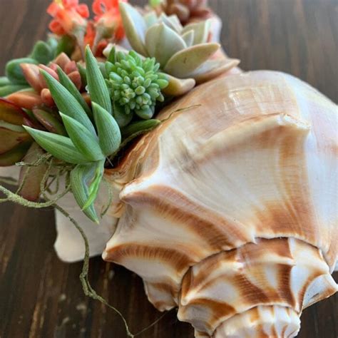 You Can Get A Seashell Succulent Planter And It Is Gorgeous