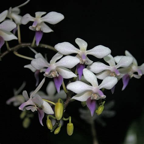 Phal Equestris Var Cyanochilus Violet Eyes Chmaos Sapphire Dragon