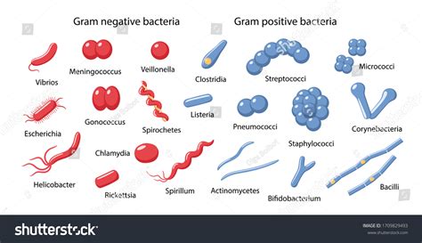 Gram Negative Rods And Gram Positive Cocci