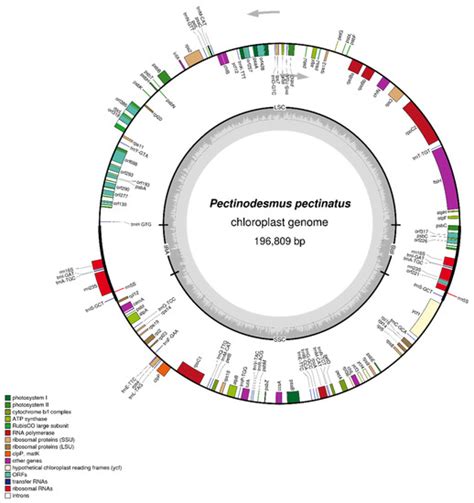 Life Special Issue Algae Genetics And Breeding