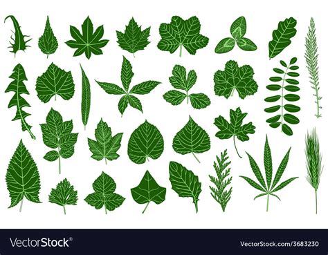 Set Different Leaves Royalty Free Vector Image