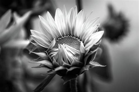 Speak No Evil Sunflower In Black And White Photograph By Chrystal Mimbs