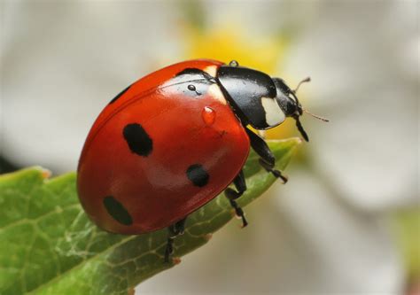 How To Use Ladybugs To Control Pests In Your Garden The Most Powerful