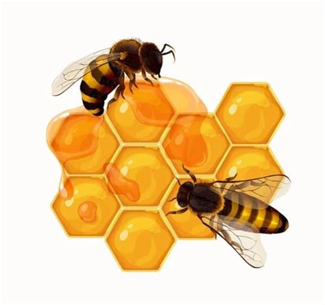 Small Bee Honey At ₹ 500 Bottle Honey In Surat Id 2853912532455