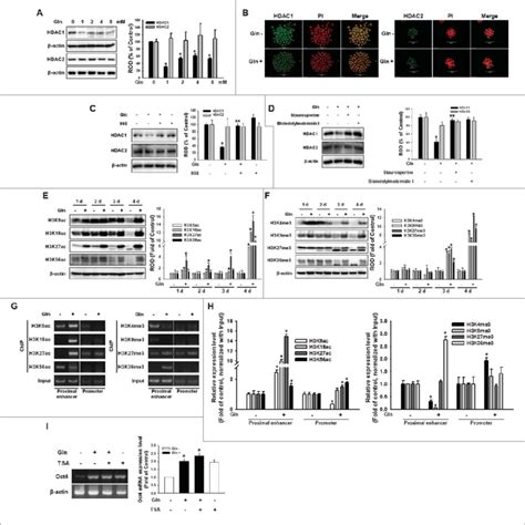 Involvement Of Hdac On Gln Induced Histone Modification A Cells Were
