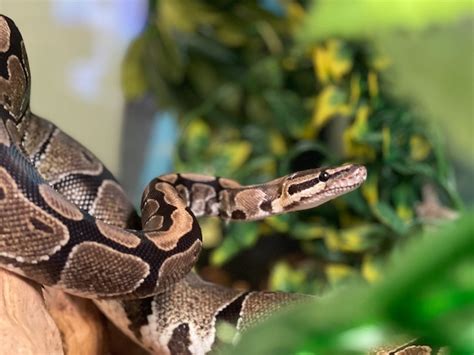The Top 5 Smallest Pet Snake Breeds To Consider