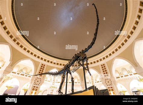 Sauropod Fossil Fotos Und Bildmaterial In Hoher Auflösung Alamy