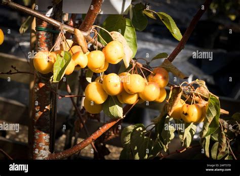 Bright Yellow Fruit On Malus Butterball At A Nursery In Hampshire