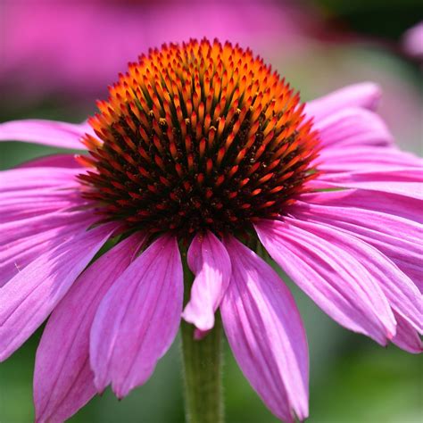 Coneflower Varieties