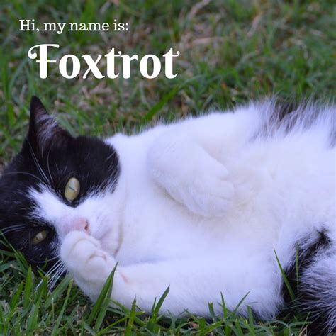 Cute Tuxedo Cat Names