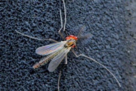 Mosquitoes Or Midges Colonial Pest Control