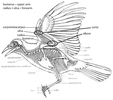 Bird Topography