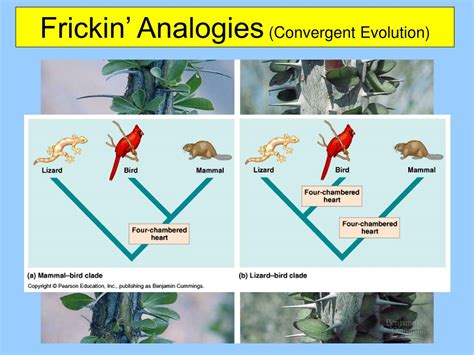 Ppt Geological Time Powerpoint Presentation Free Download Id559320